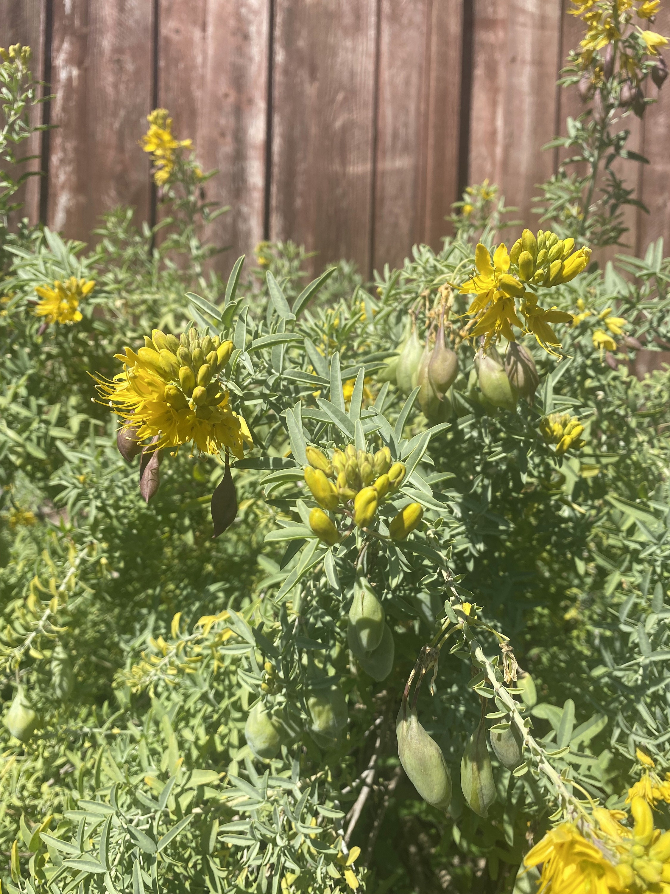 California Bladderpod | Peritoma Arborea Seeds - Etsy