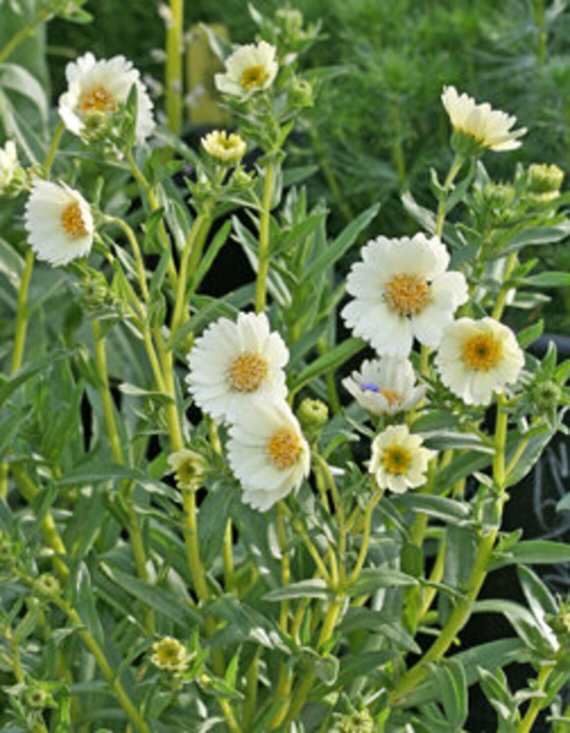 RARE: Pale-yellow Tidytips Layia Heterotricha | Etsy