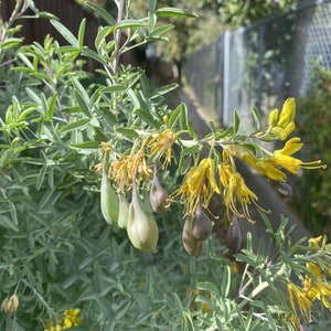 California Bladderpod | Peritoma Arborea Seeds - Etsy