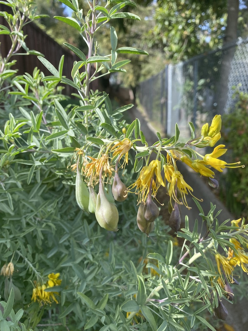 California Bladderpod | Peritoma Arborea Seeds - Etsy