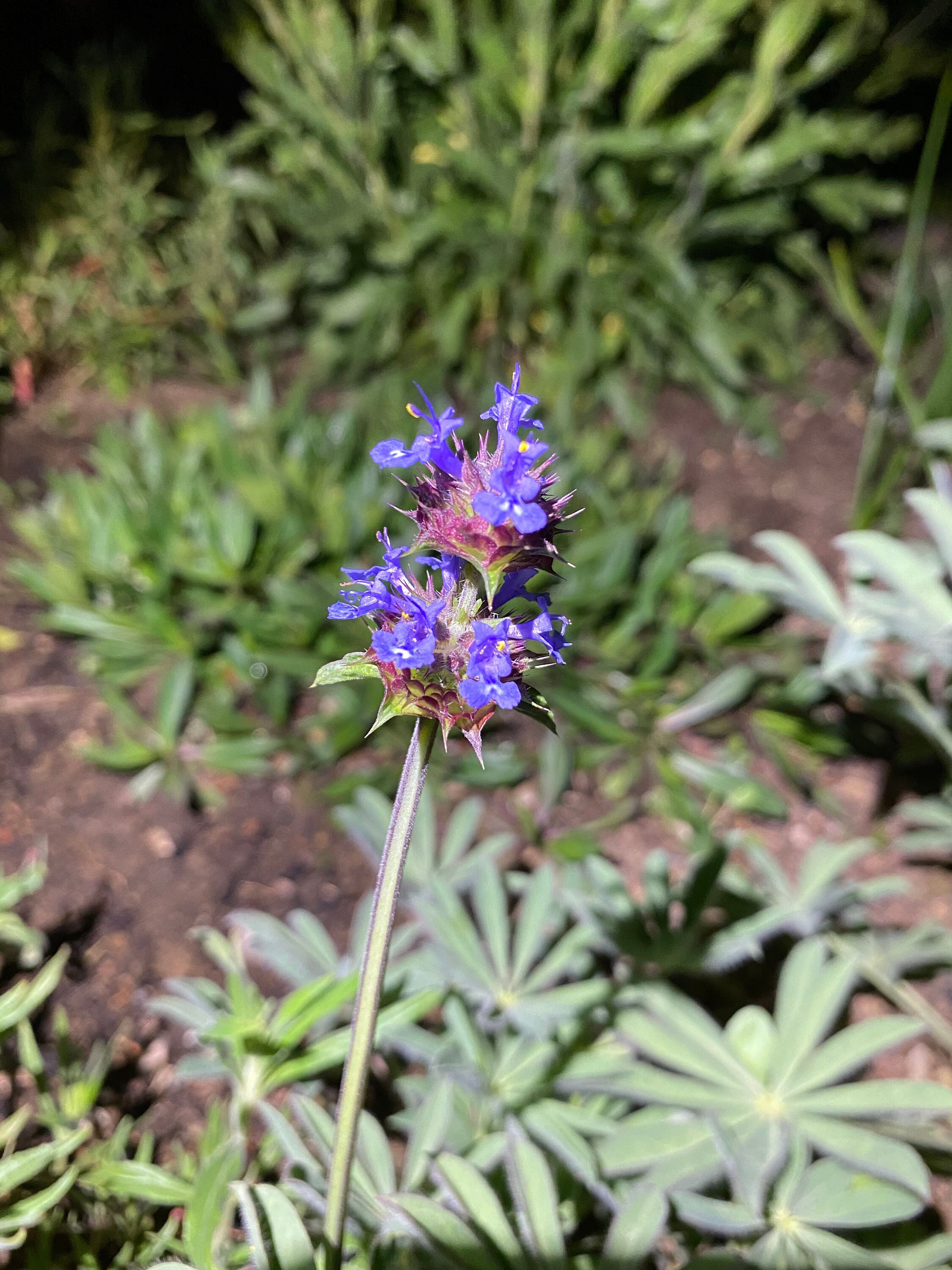 Golden Chia Salvia Columbariae Seeds | Etsy