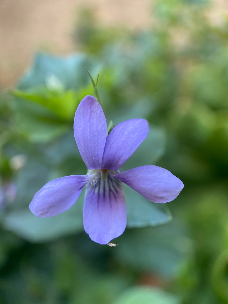 Viola Adunca Western Dog Violet Seeds - Etsy