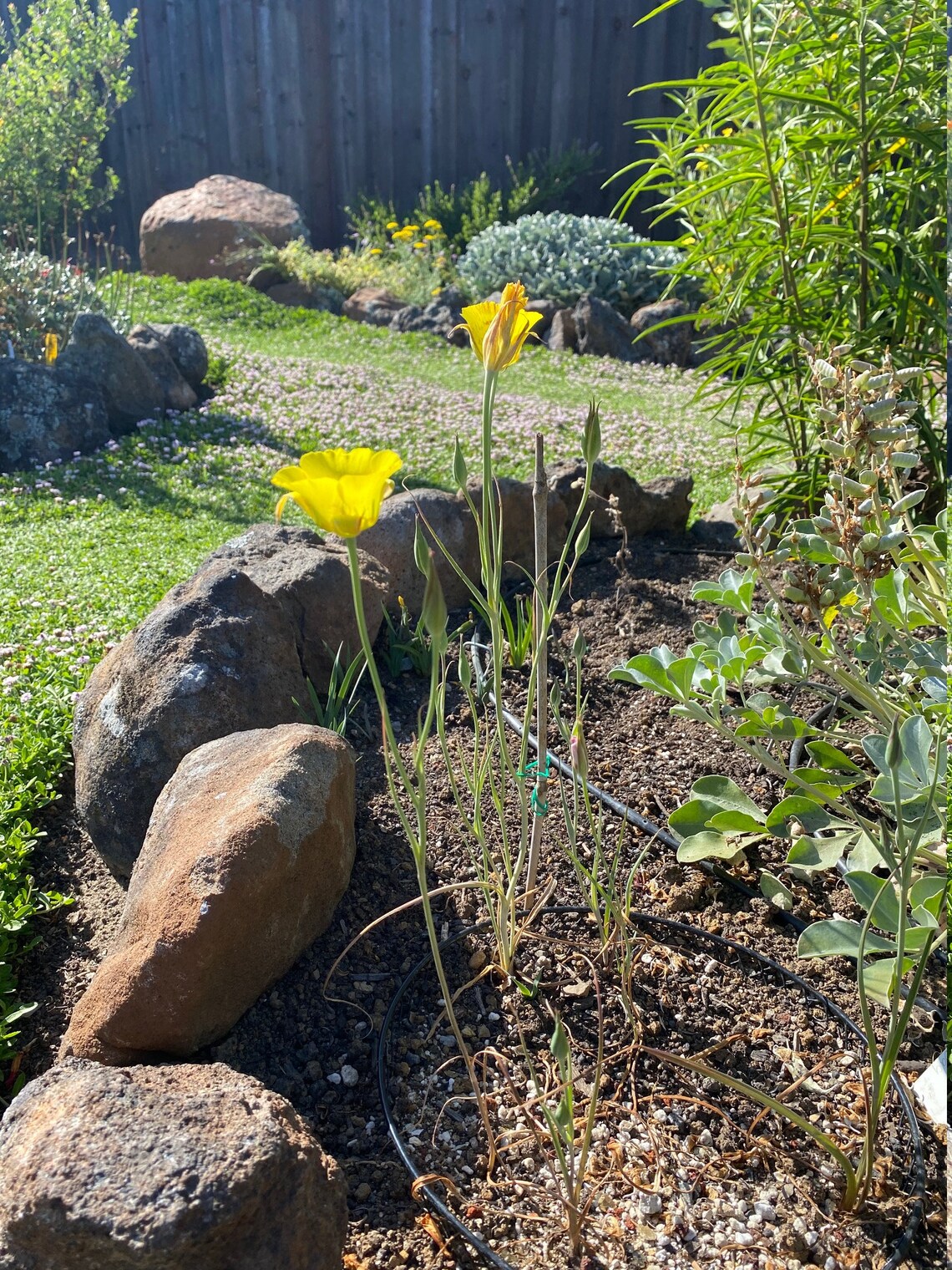 Yellow Mariposa Lily | Calochortus Luteus - Seeds - Etsy