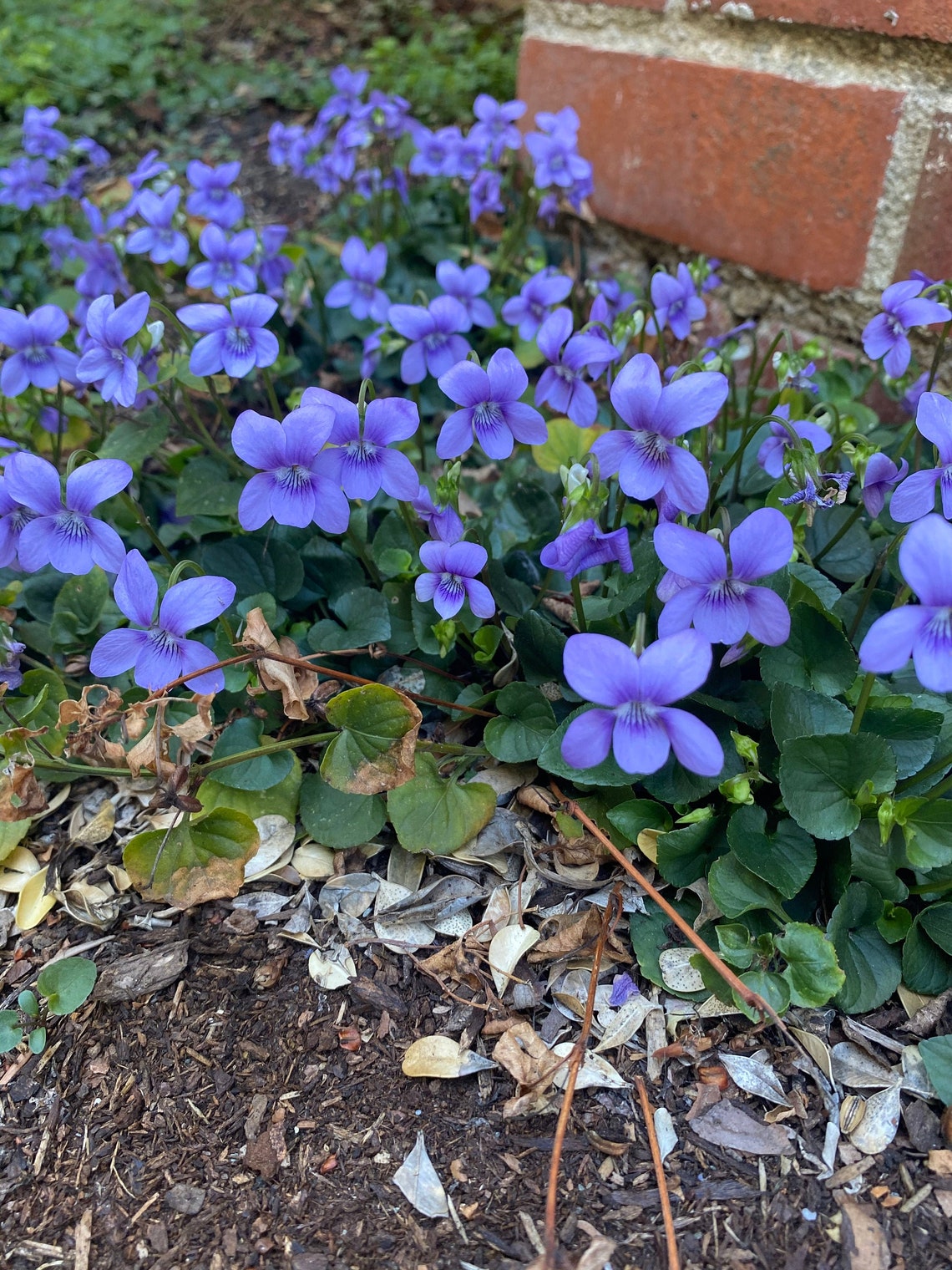 Viola Adunca Western Dog Violet Seeds - Etsy