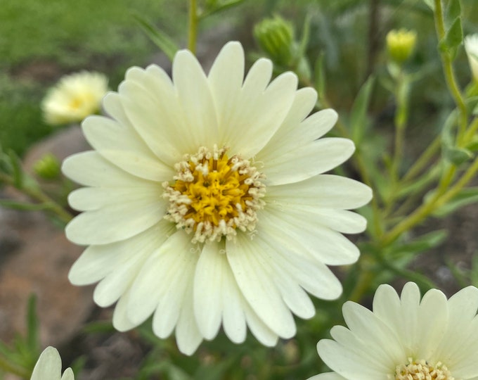 RARE: Pale-yellow Tidytips Layia Heterotricha Seeds - Etsy