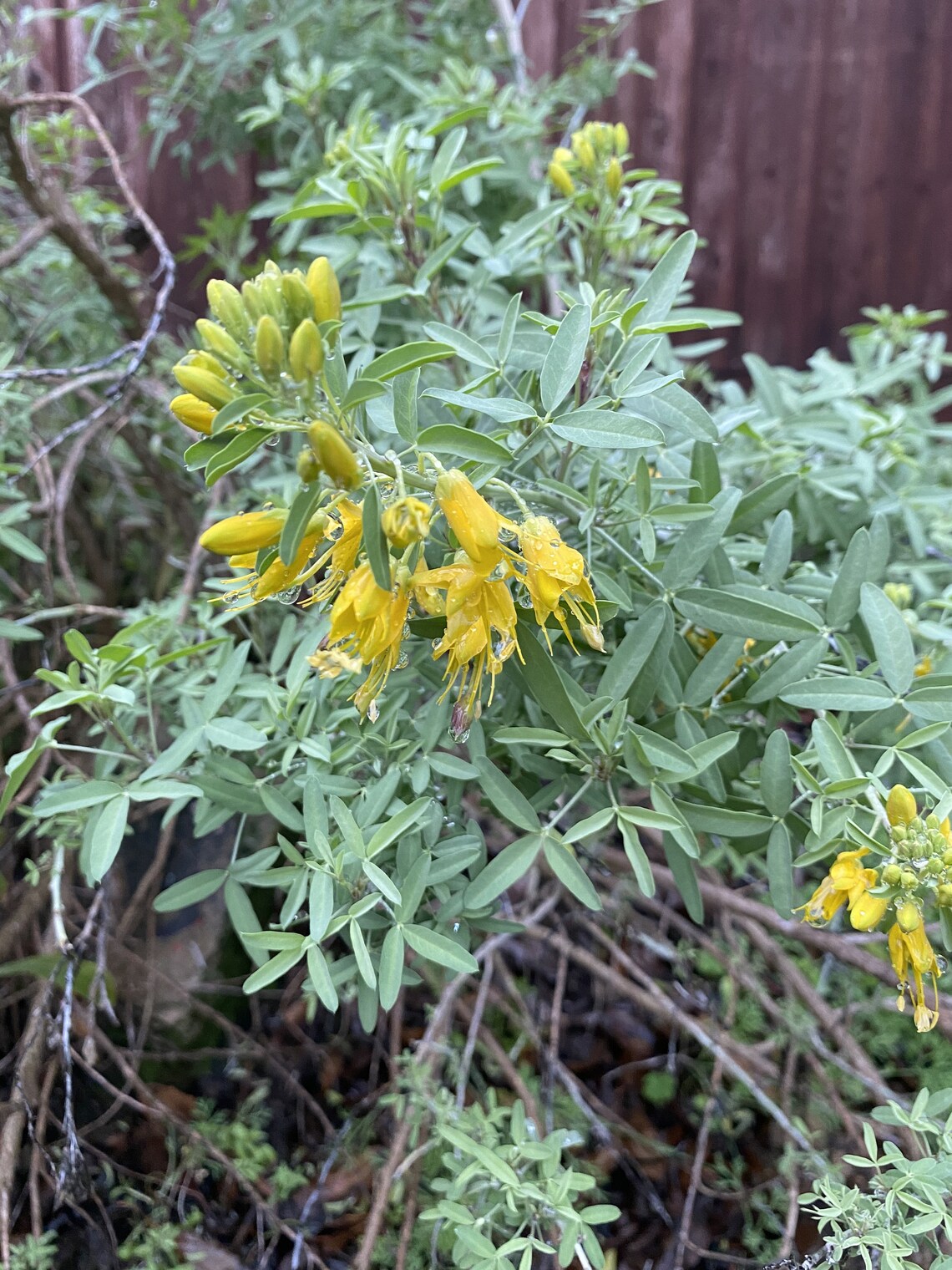 California Bladderpod | Peritoma Arborea Seeds - Etsy
