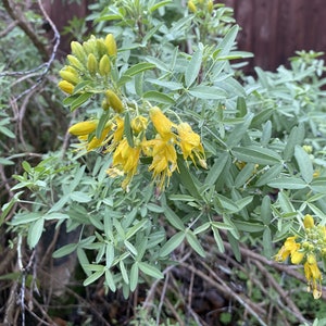California Bladderpod | Peritoma Arborea Seeds - Etsy