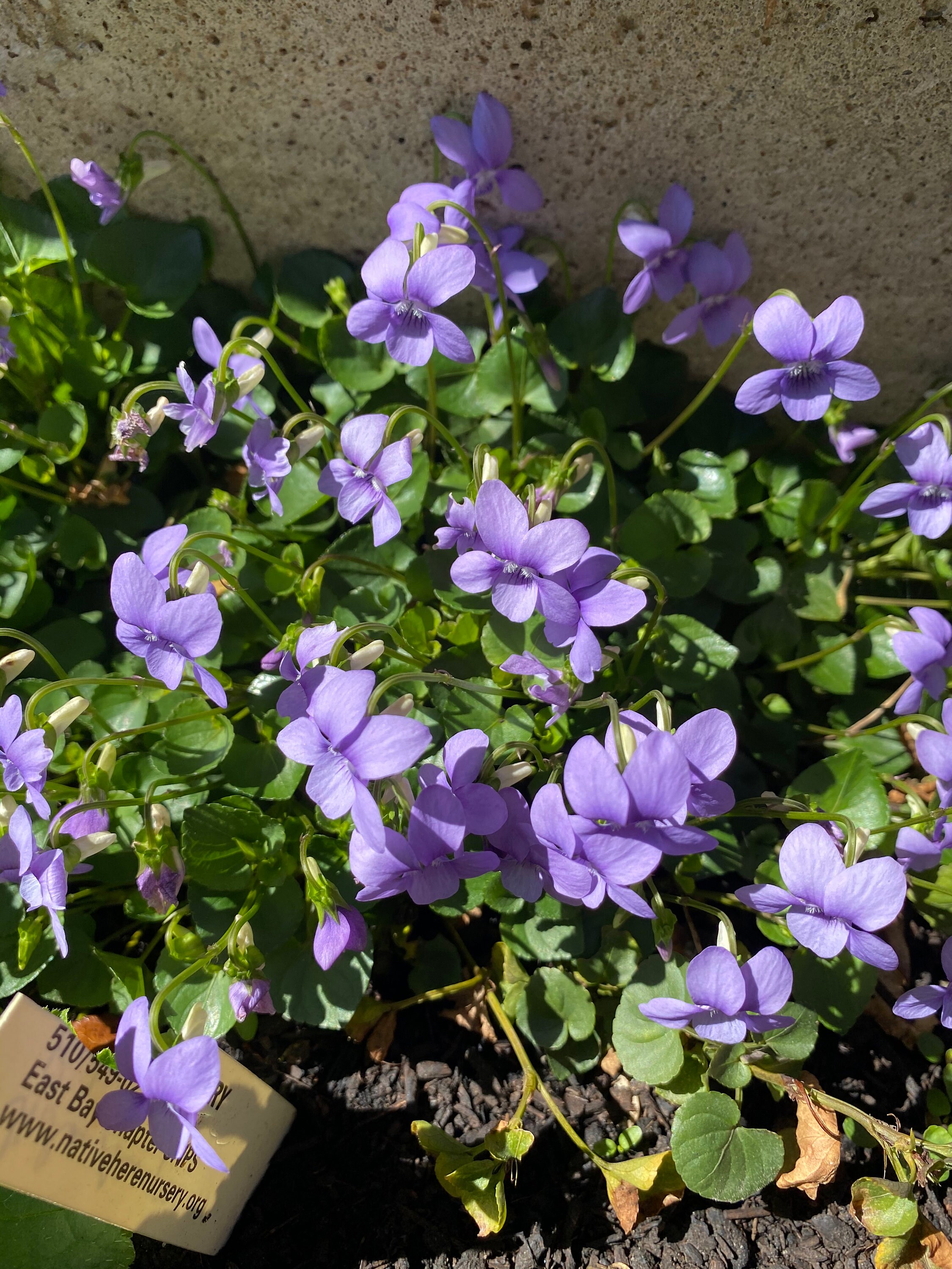Viola Adunca - Western Dog Violet Seeds - Etsy