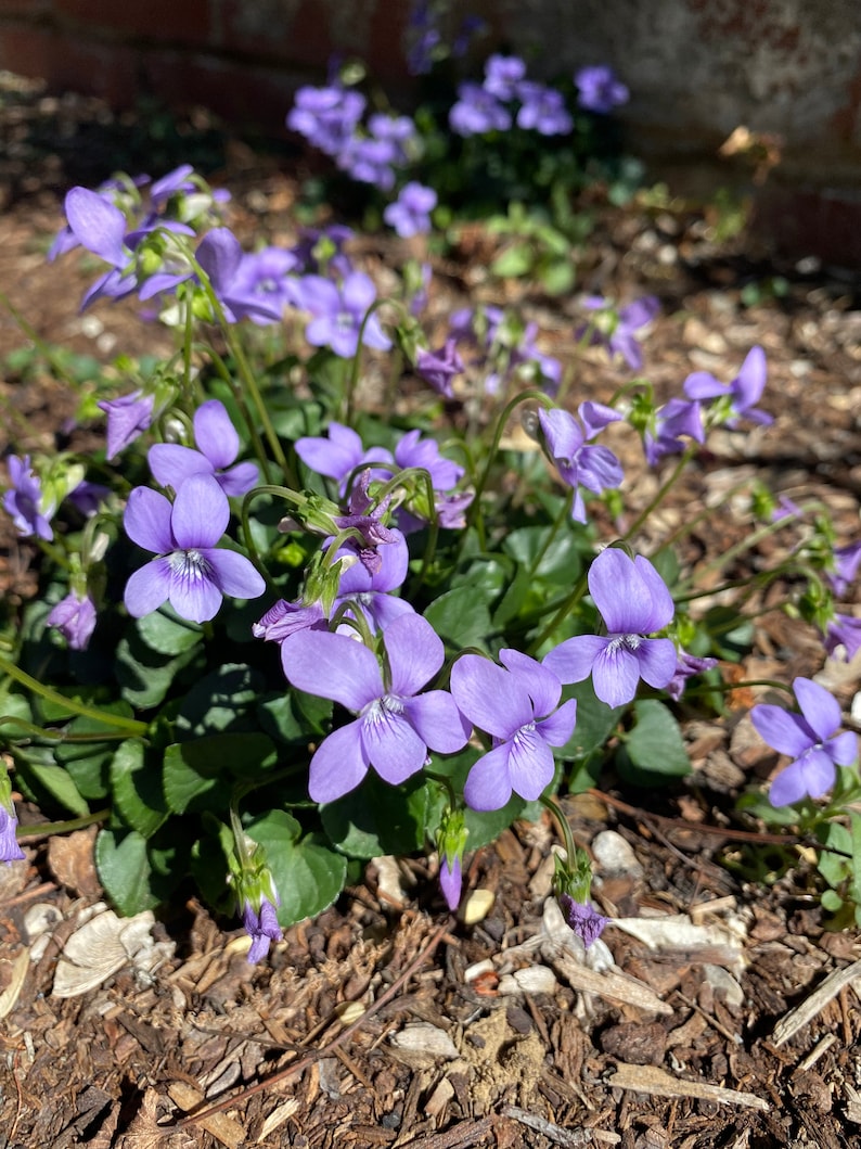Viola Adunca - Western Dog Violet Seeds - Etsy