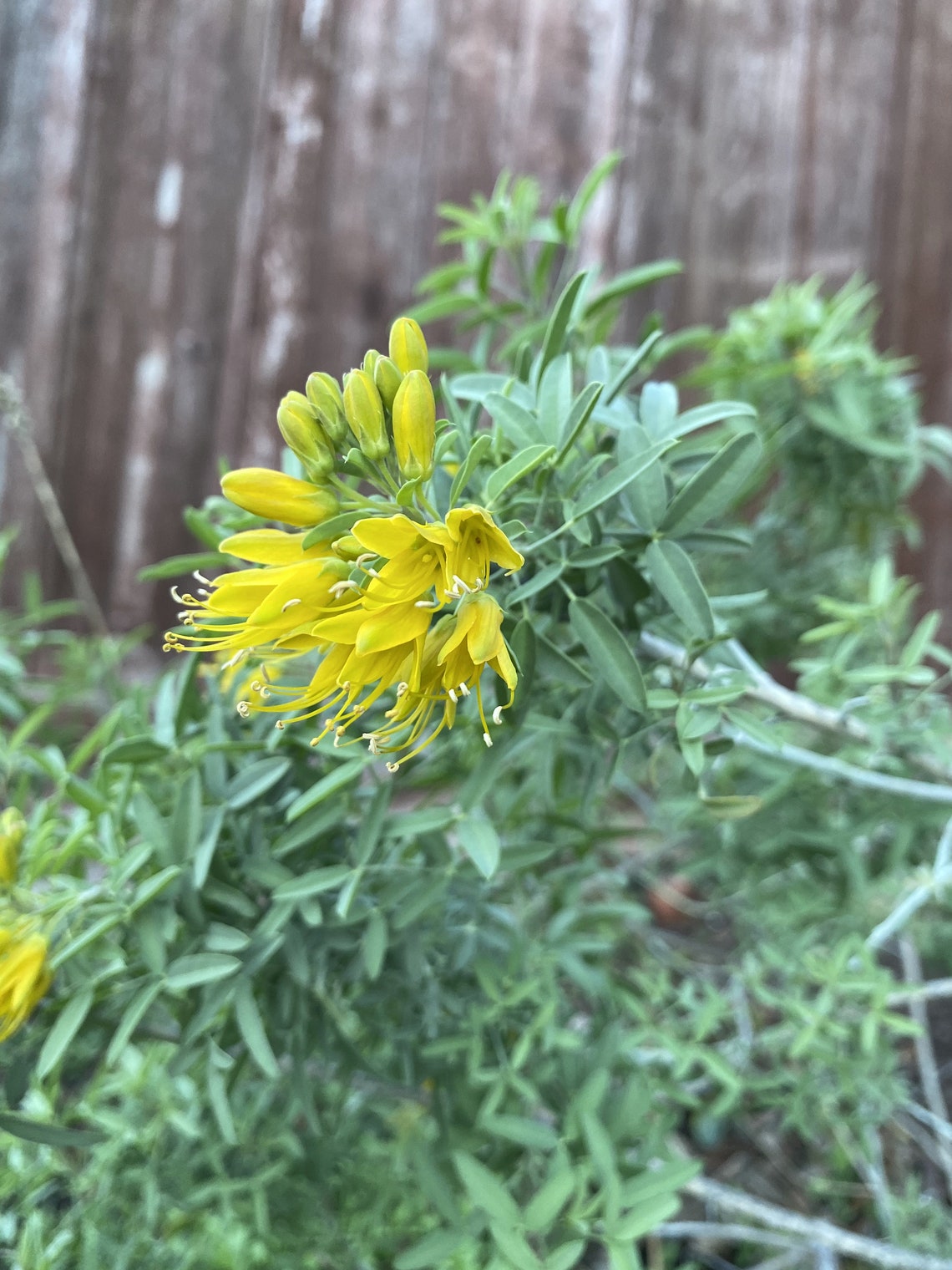 California Bladderpod | Peritoma Arborea Seeds - Etsy