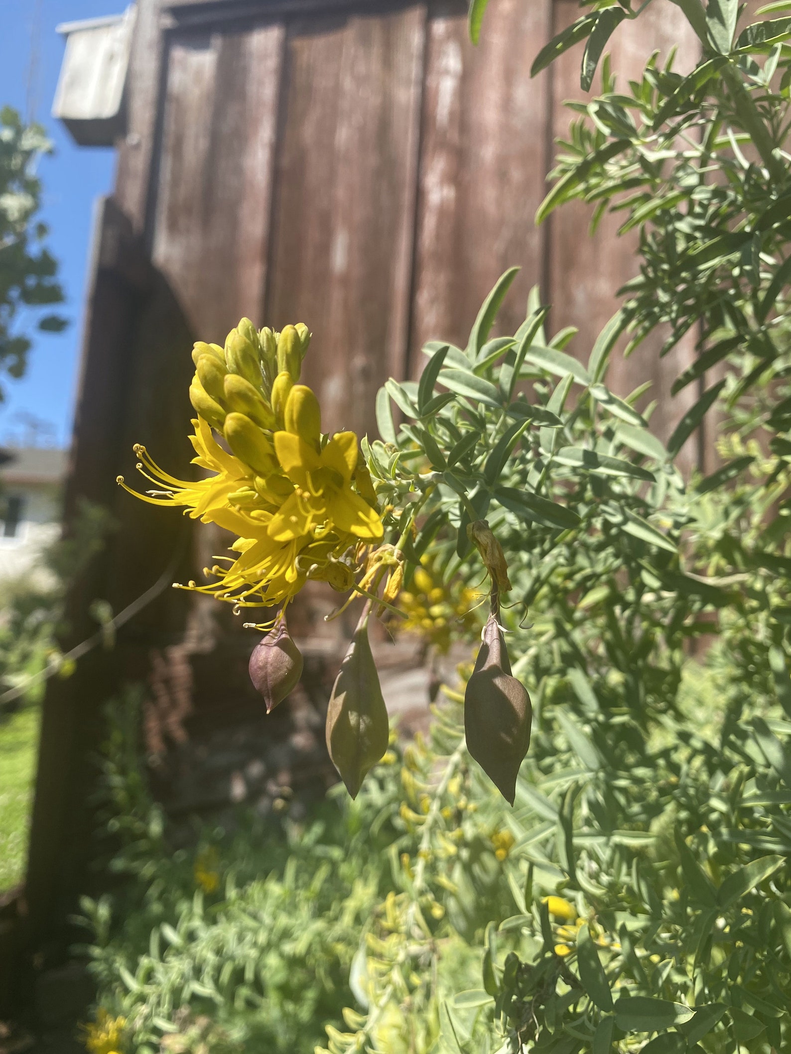 California Bladderpod | Peritoma Arborea Seeds - Etsy