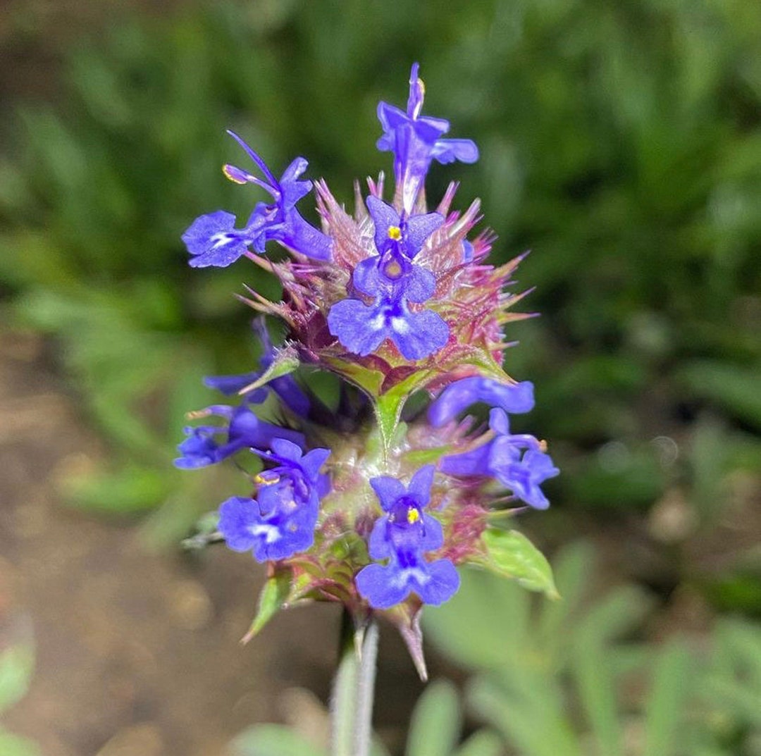Golden Chia | Salvia Columbariae Seeds - Etsy