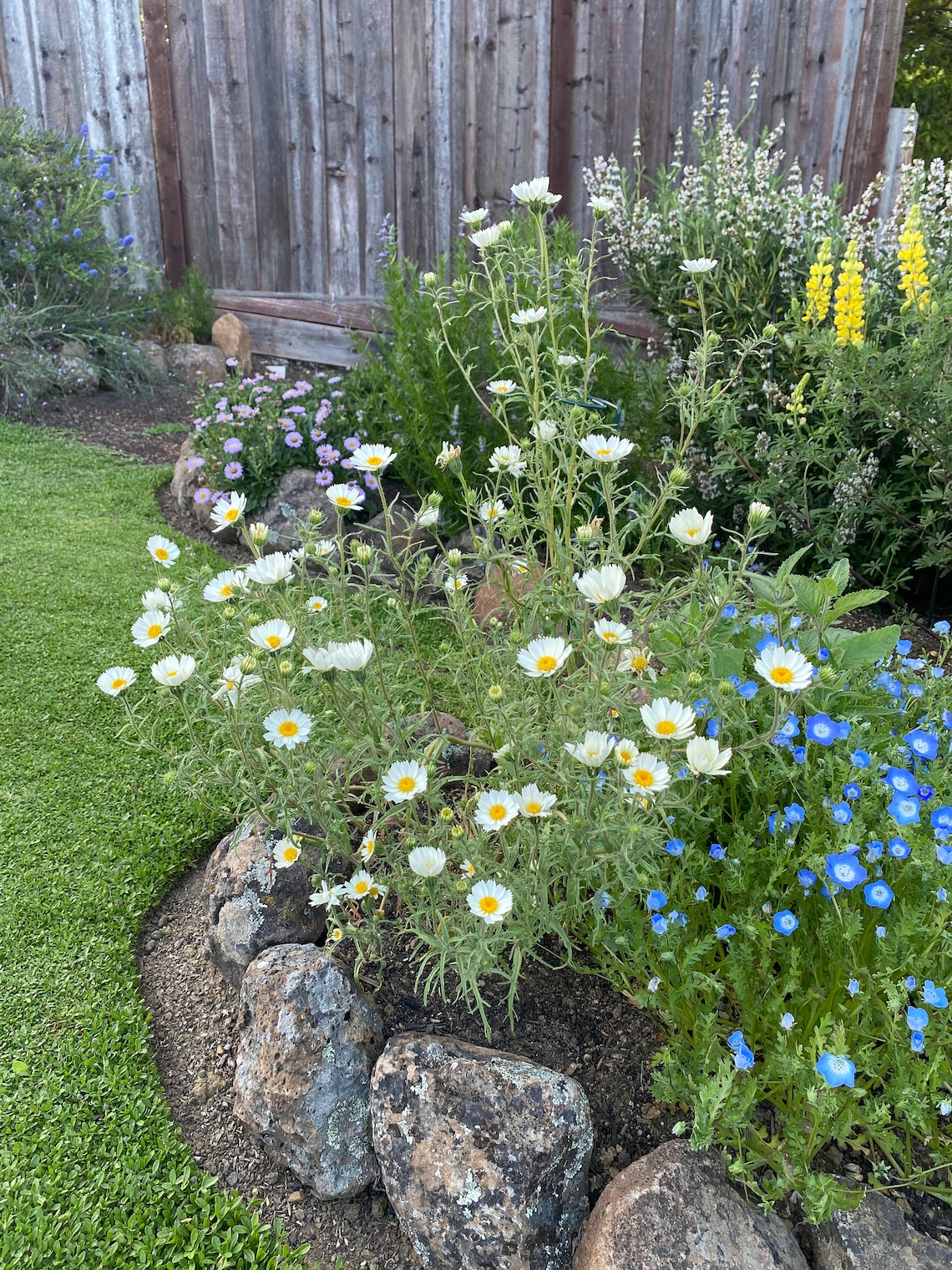 RARE: Pale-yellow Tidytips Layia Heterotricha Seeds | Etsy