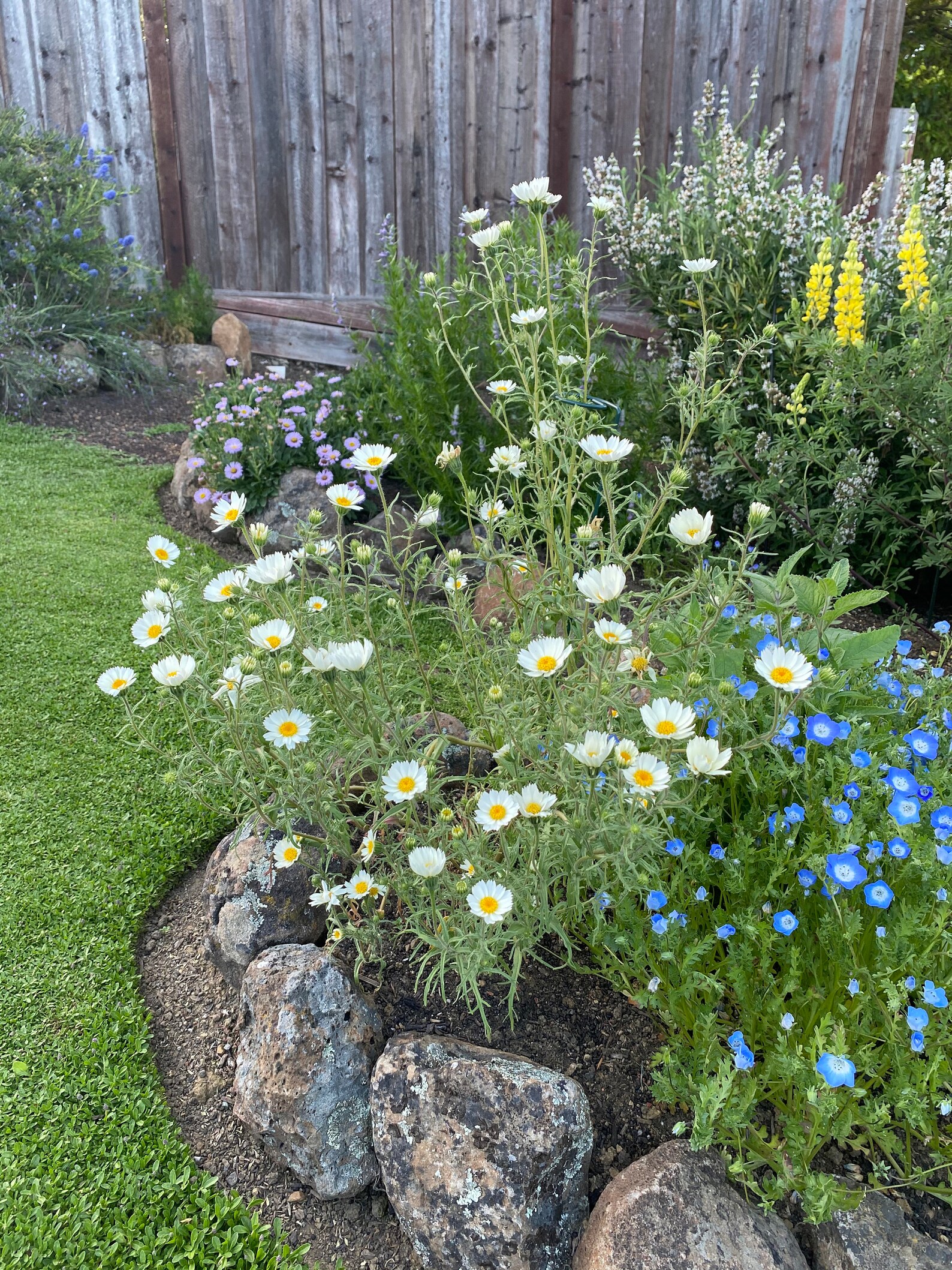RARE: Pale-yellow Tidytips Layia Heterotricha | Etsy