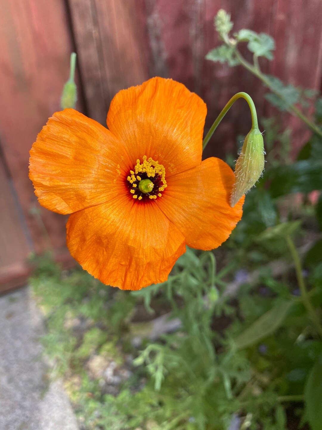 Wind Poppy | Papaver Heterophyllum Seeds - Etsy