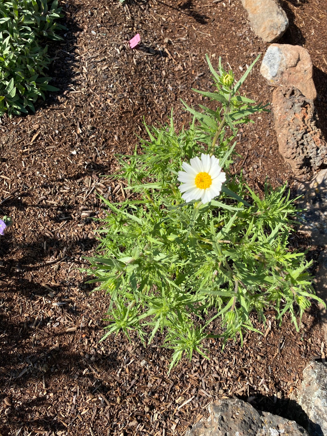 RARE: Pale-yellow Tidytips Layia Heterotricha Seeds | Etsy
