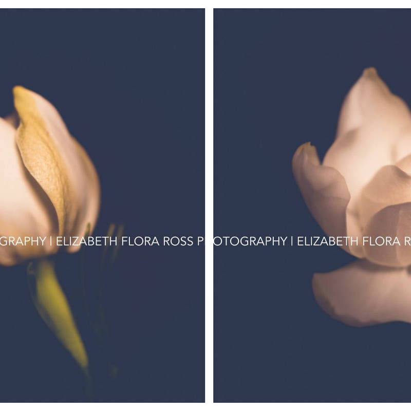 Gardenia Print - Etsy