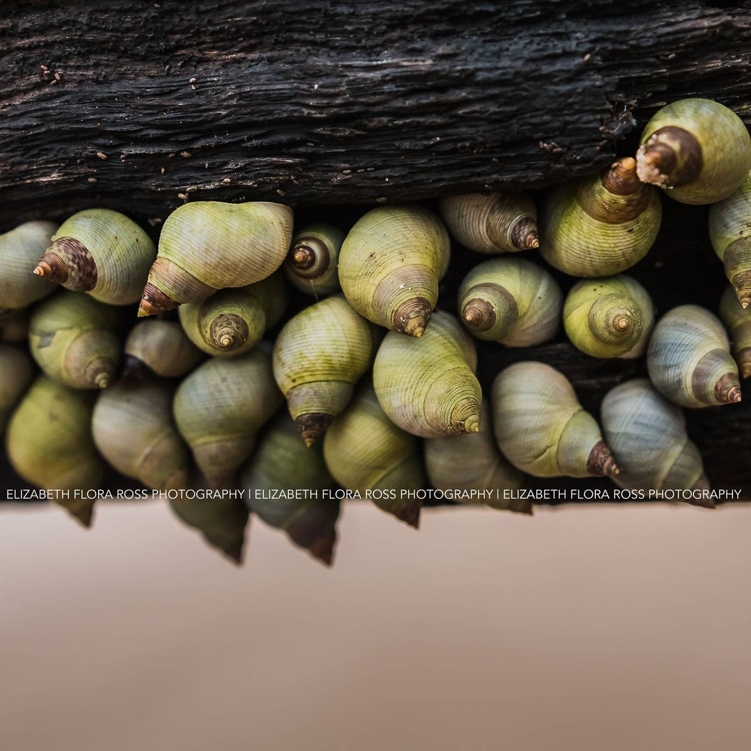 At the Beach, Beach, Shells, Snails, Ocean, Fine Art Prints, Nature ...