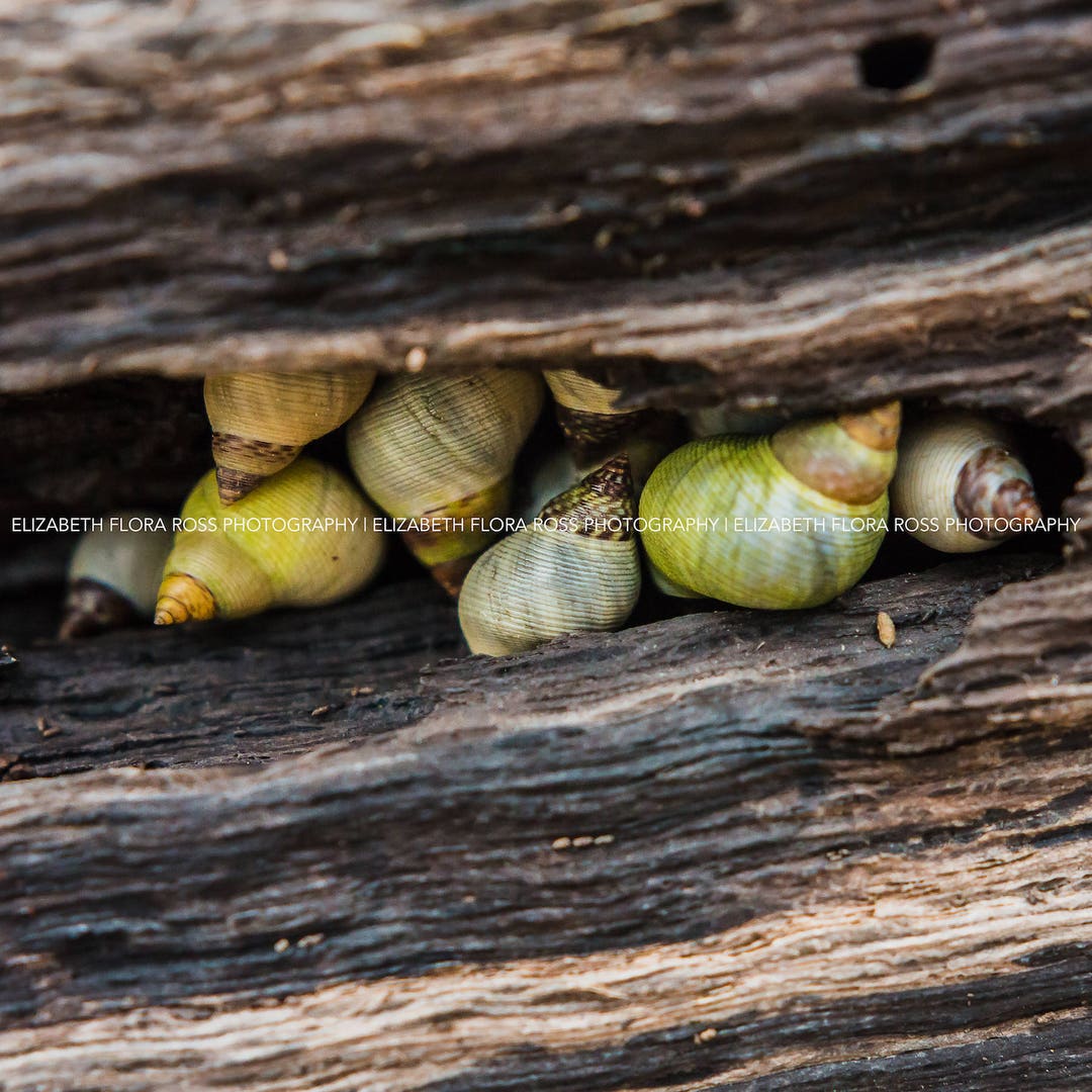 At the Beach, Beach, Shells, Snails, Ocean, Fine Art Prints, Nature ...