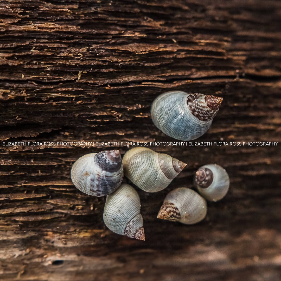 At the Beach, Beach, Shells, Snails, Ocean, Fine Art Prints, Nature ...