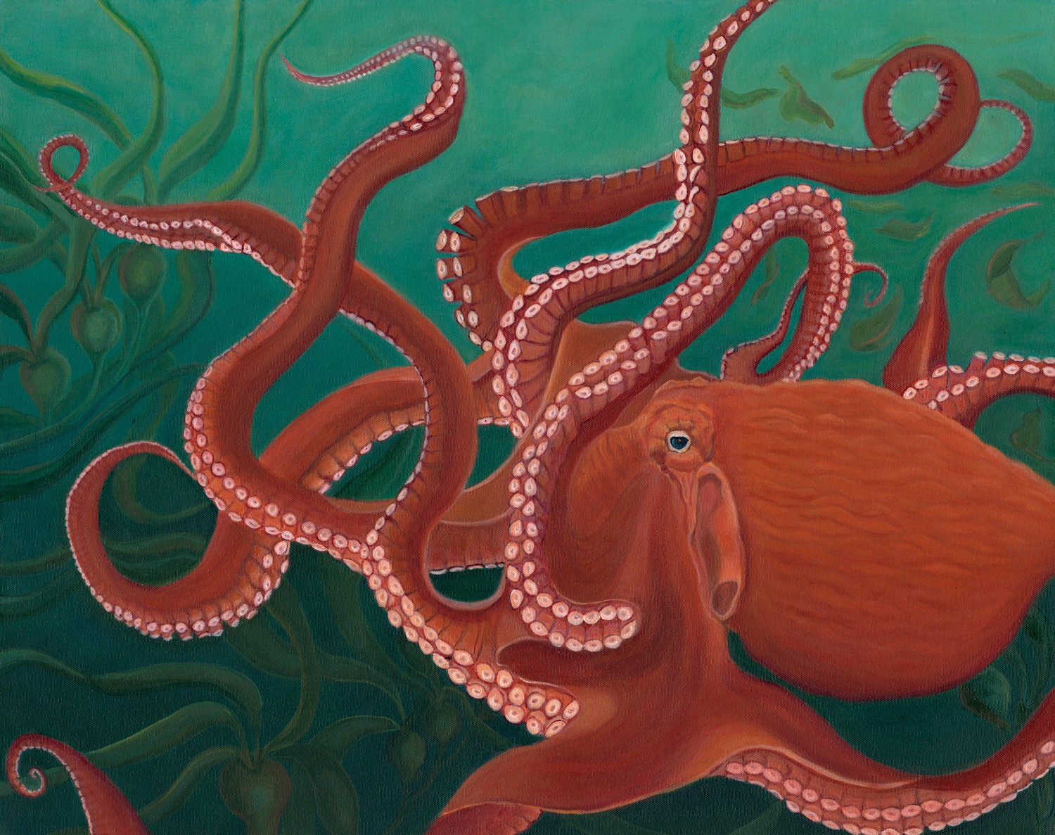 Giant Pacific Octopus Drawing