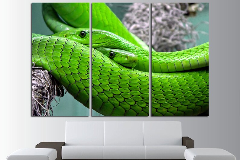 Snakes Large Canvas Print Wall Art Multi Panel Set Reptiles | Etsy