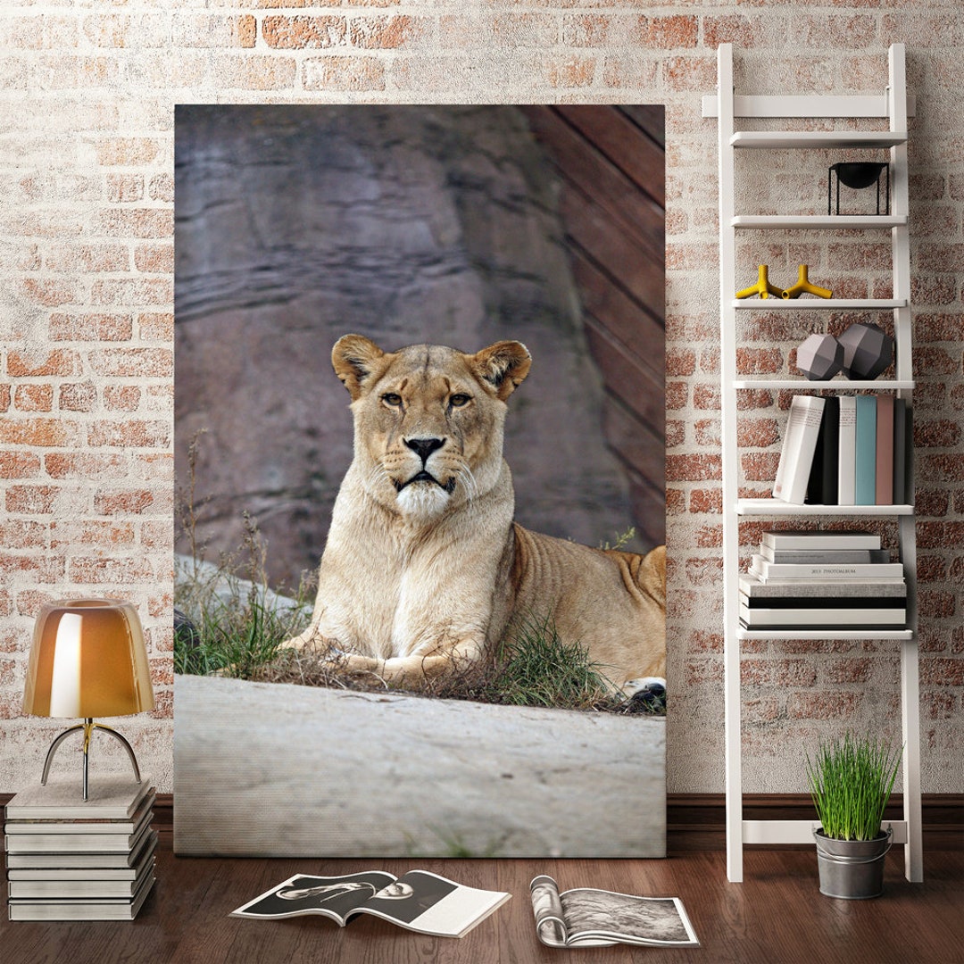 Canvas Art of Lioness, Lioness Framed Wall Pictures, Wild Animal Art ...