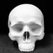 Small Human Skull Replica - Etsy