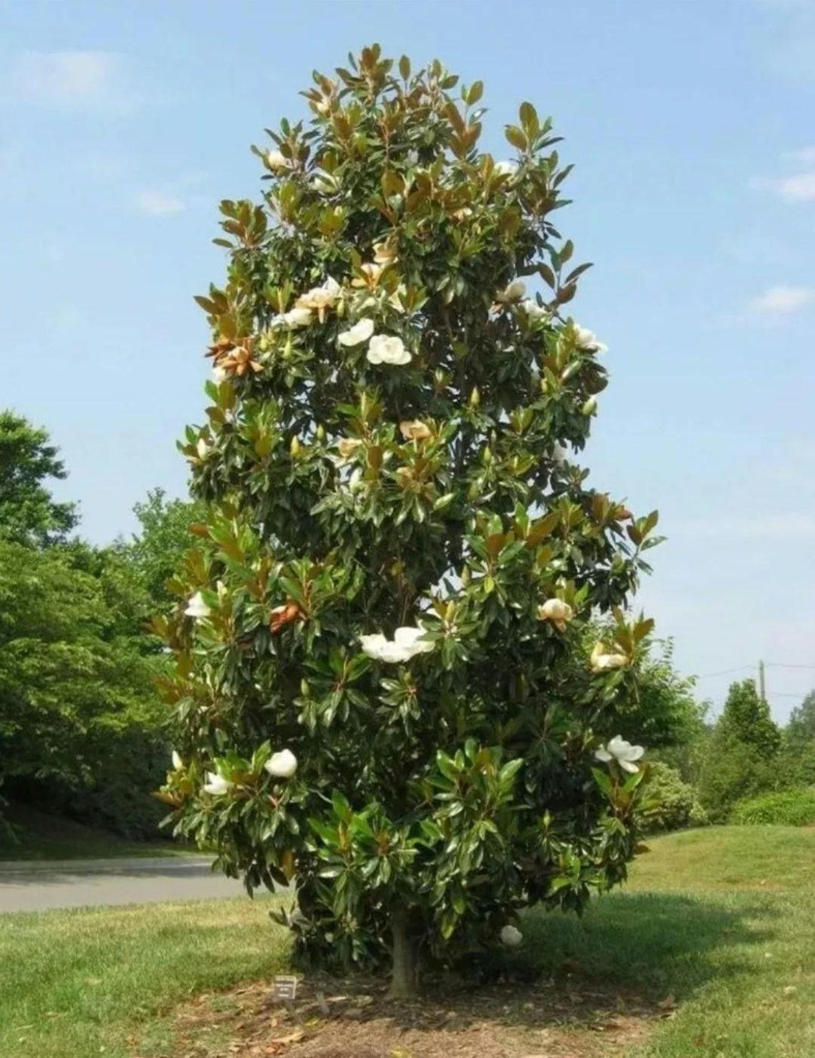 8 Cuttings of Southern Magnolia Grandiflora Tree for Rooting Grafting ...