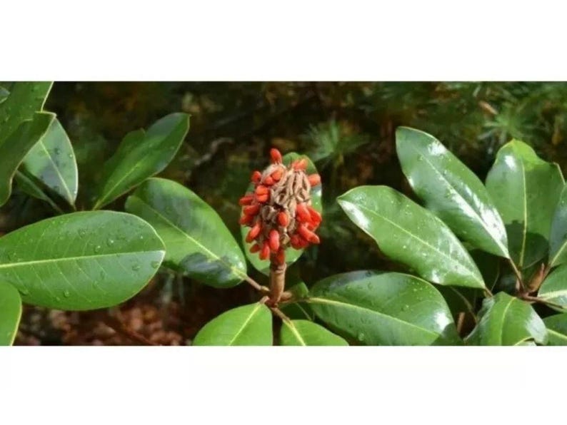 8 Cuttings of Southern Magnolia Grandiflora Tree for Rooting Grafting ...
