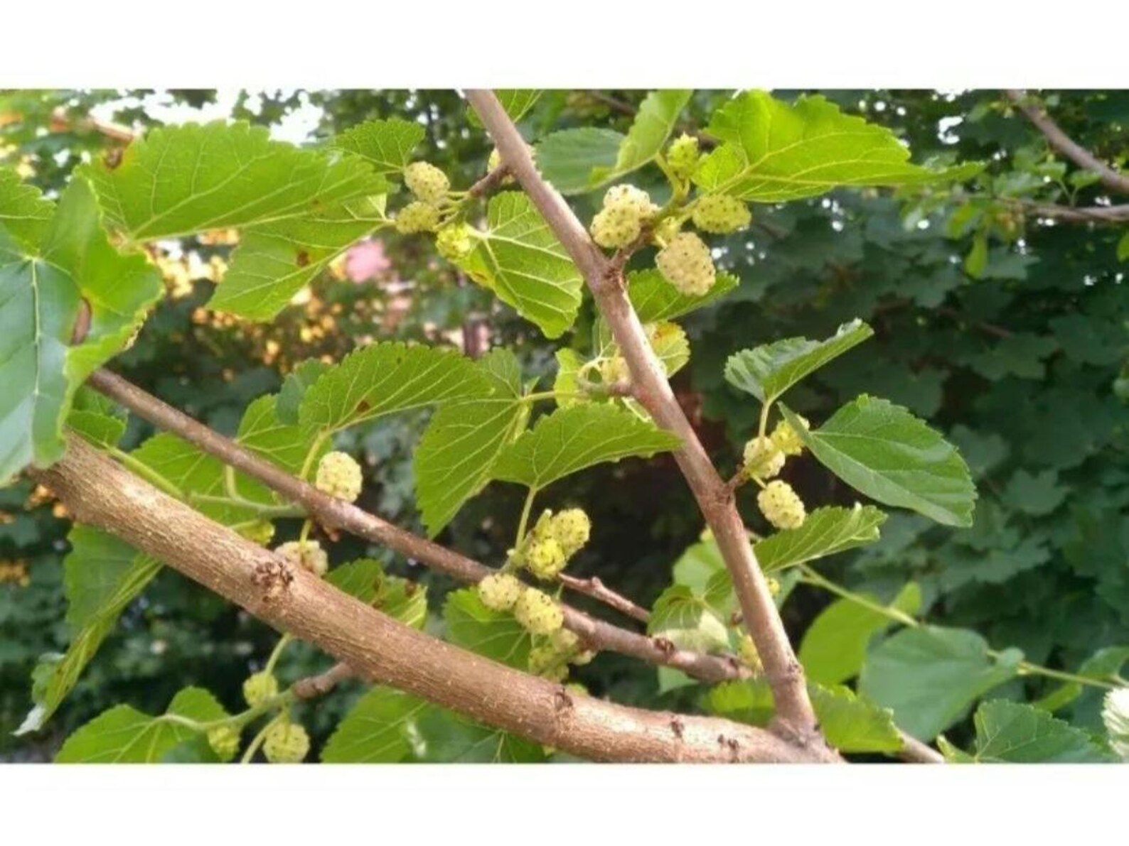 10X White Mulberry (morus Alba) Cutting 6-8" - Delicious Sweet Organic ...