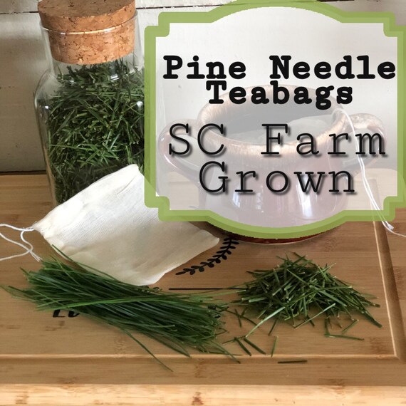 Organic White Pine Needle Tea Bags 12 Count Natural Suramin | Etsy