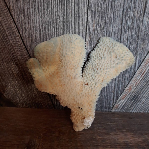 Coral Specimen - Etsy