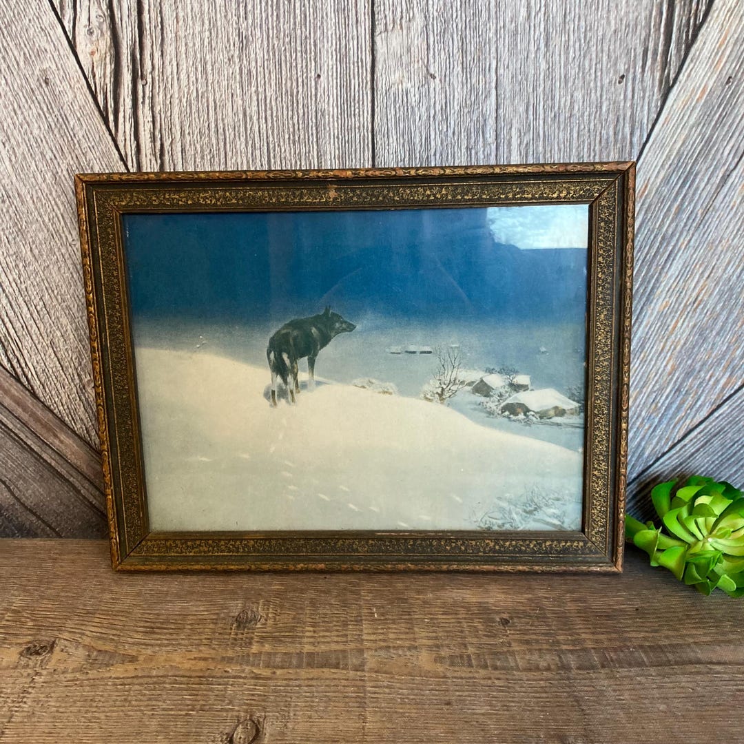 Vintage Lone Wolf Print Picture {1925 Borin Chicago Vintage Cabin Decor ...