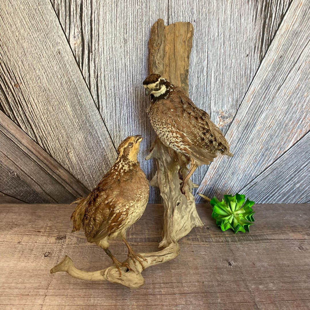 Vintage Taxidermied Quail, Hen and Rooster, Stuffed Quail Taxidermy ...