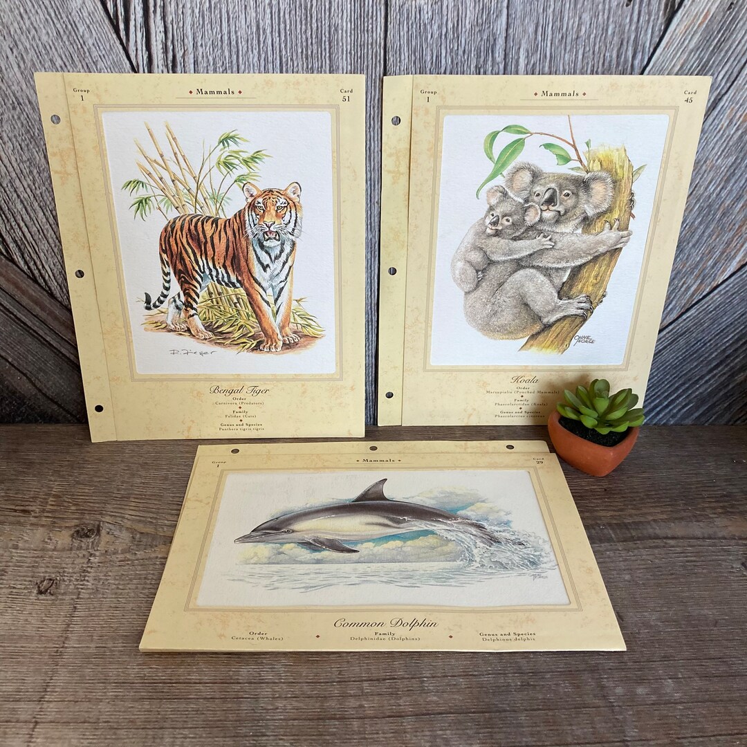 Vintage Animal Prints Mammal Cards Tiger Koala Dolphin Animal Facts ...