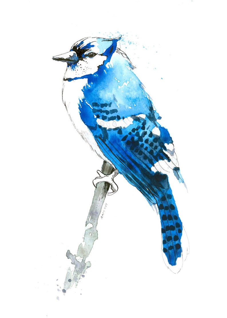 Blue Jay - Watercolor Bird - Etsy