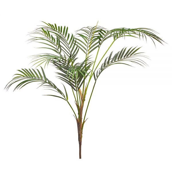 Areca Palm - Etsy