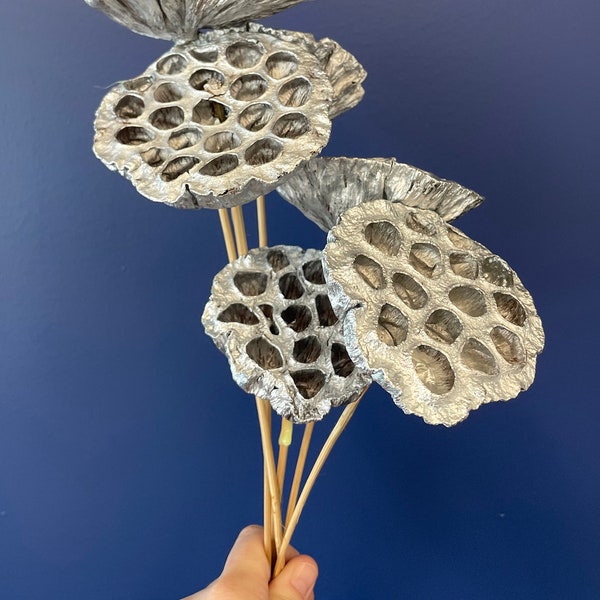 Lotus Pods - Etsy
