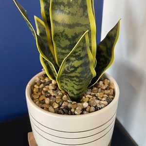 Artificial Snake Plant in Ceramic Pot on Stand 12in - Etsy