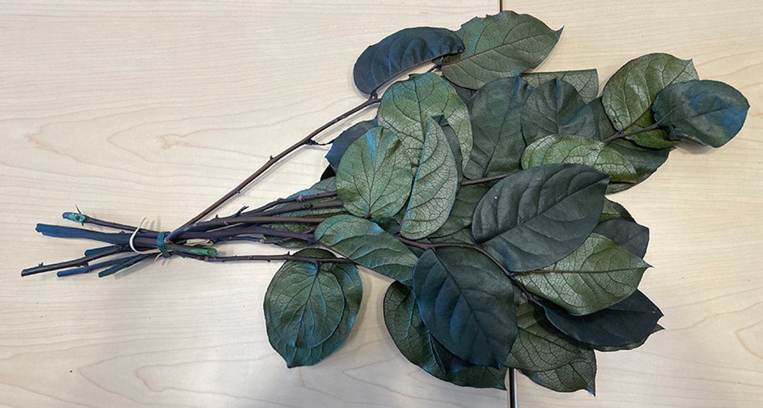 ARTIFICIAL Salal Green Preserved 10 Stems 20in ARTIFICIAL - Etsy