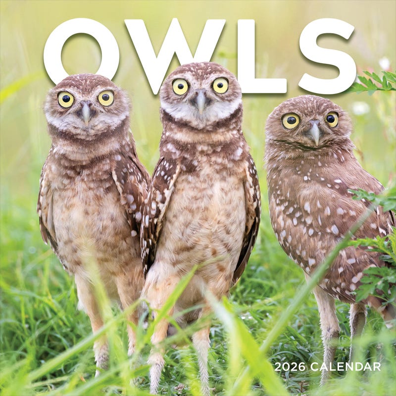 Owls 2026 Calendar - Etsy