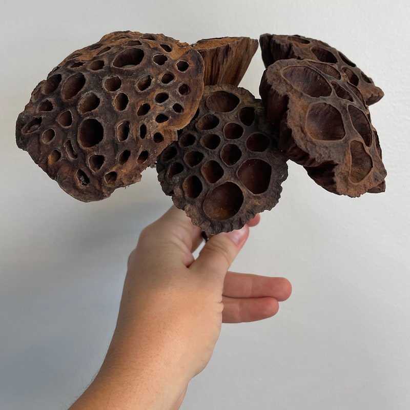 Lotus Pods - Etsy