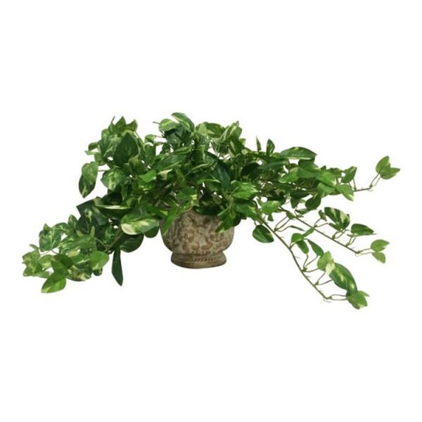 Mini Pothos Plant - Etsy