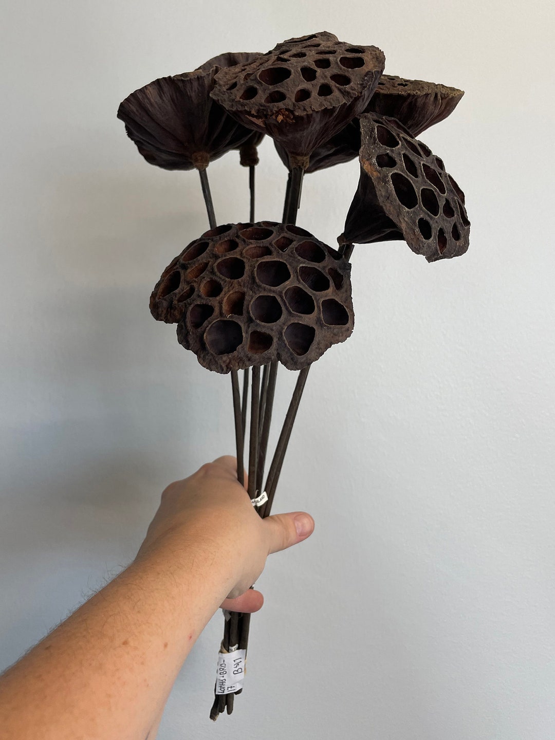 Dried Lotus Head Pack of 7 Stems 22in Brown ARTIFICIAL - Etsy