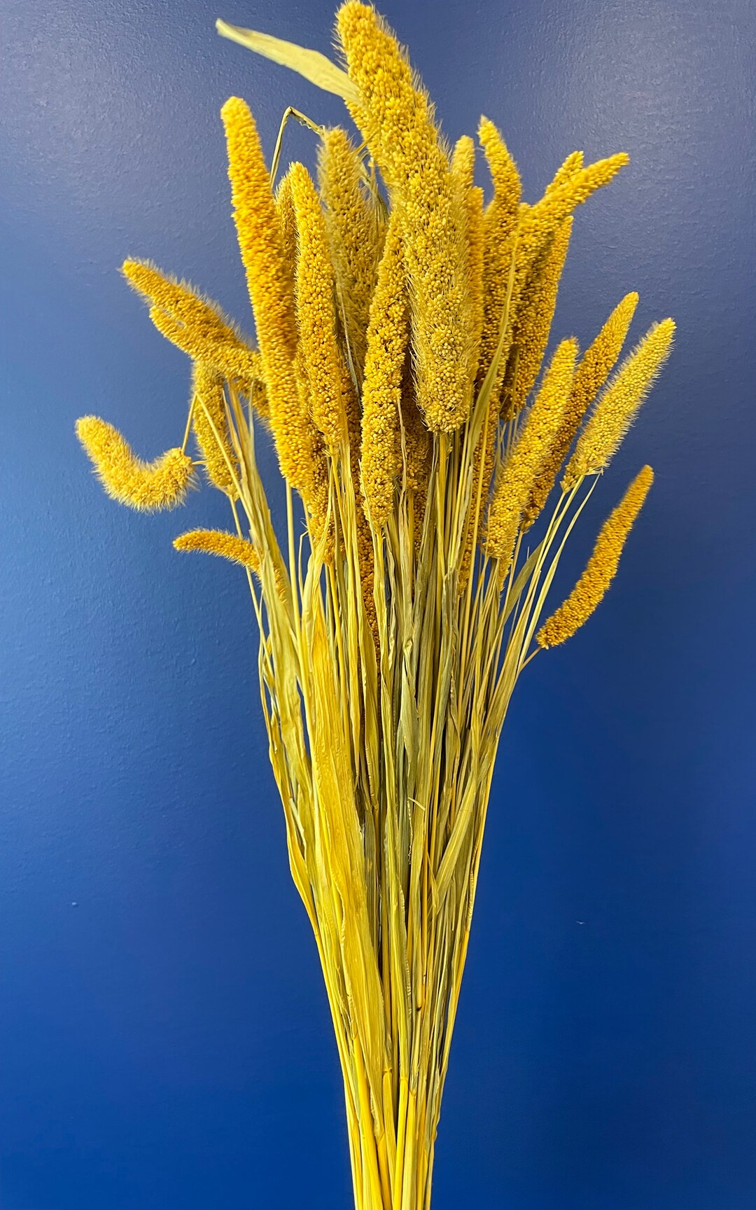 China Millet Pack of 40 Stems 29in Mango - Etsy