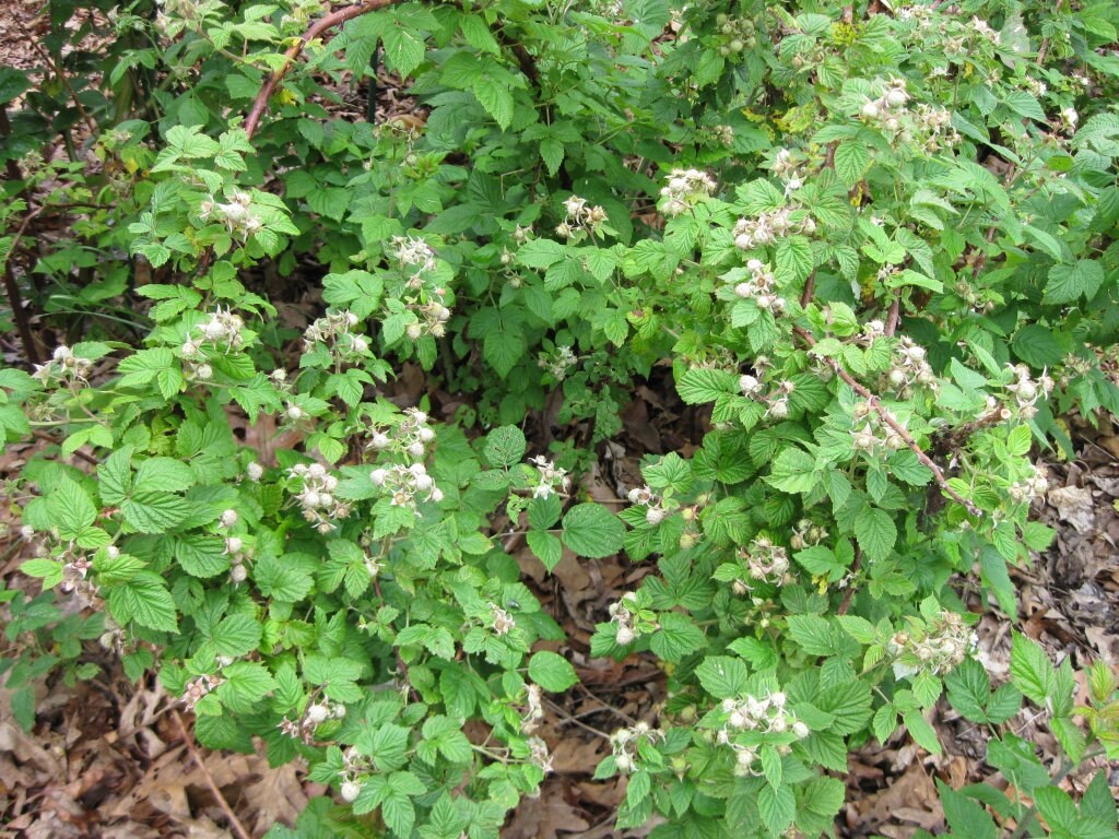 7-7-7 All Purpose Vegan Soluble Fertilizer All Sevens | Etsy