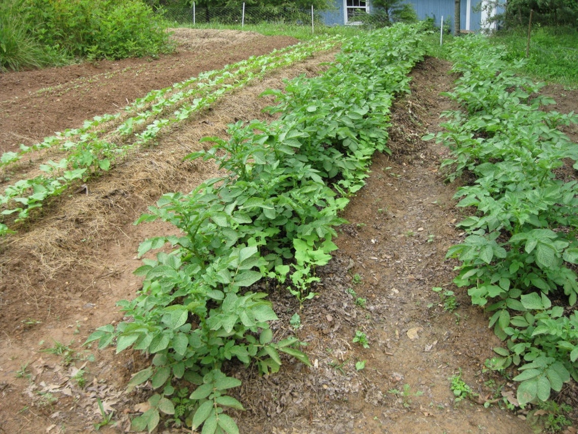 7-7-7 All Purpose Vegan Soluble Fertilizer All Sevens | Etsy