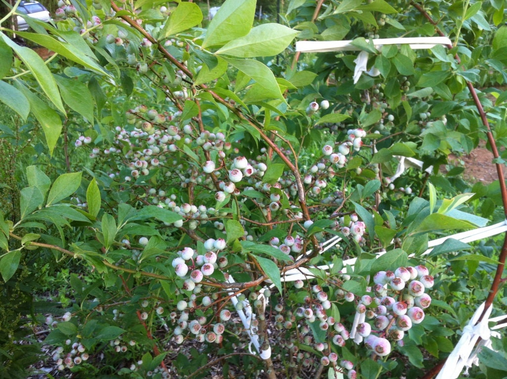 7-7-7 All Purpose Vegan Soluble Fertilizer All Sevens | Etsy