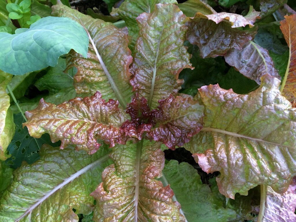 Dry Molasses Organic Fertilizer / Living Soil / Bio Stimulant / Natural ...